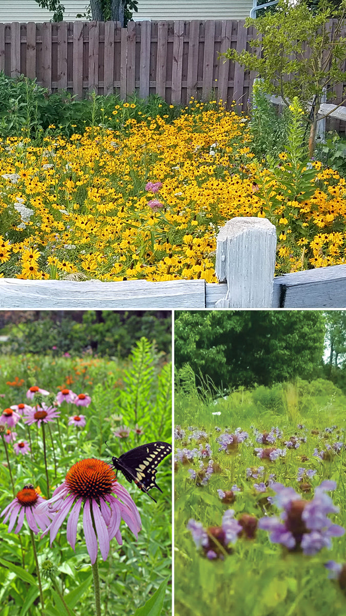 Native Seed Packets – Becker SWCD